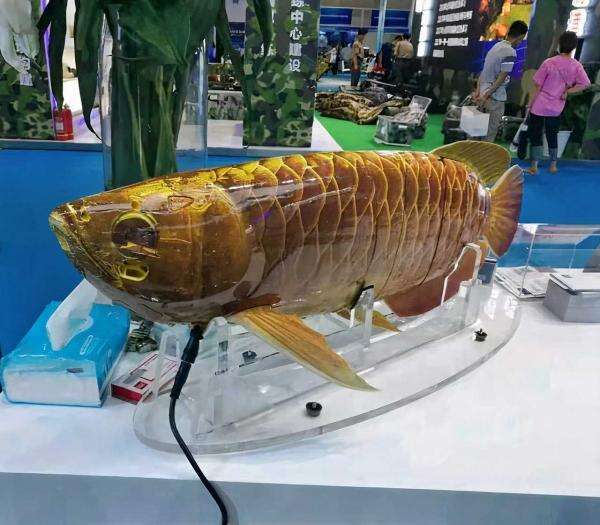 Robo-Fish, Robot Berbentuk Mirip Ikan Arwana yang Mampu Bertahan ...