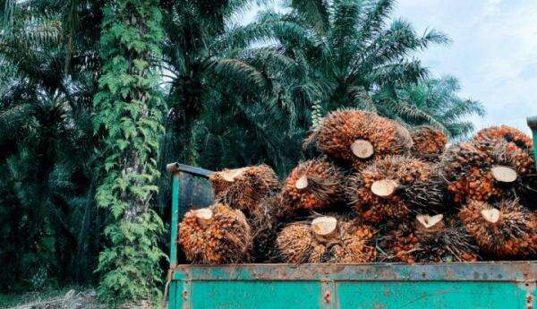 Kepala SEAFAST Center IPB University: Sawit Bantu Menurunkan Angka ...