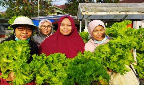 Mengapa Sayuran Slada Hidroponik Pahit dan Solusinya. | News+ on RCTI+