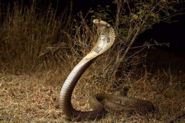 King Kobra Sepanjang 2 Meter Gegerkan Kampus Tarakanita Duren Sawit ...