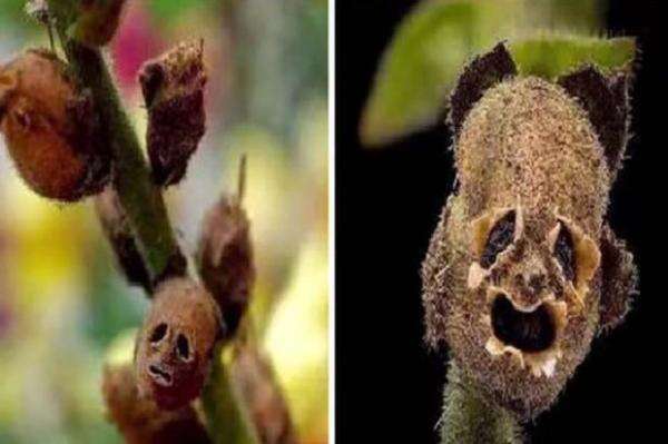 Pohon Mirip Zaqqum, Makanan Ahli Neraka Tumbuh di Arab Saudi? - News+ ...