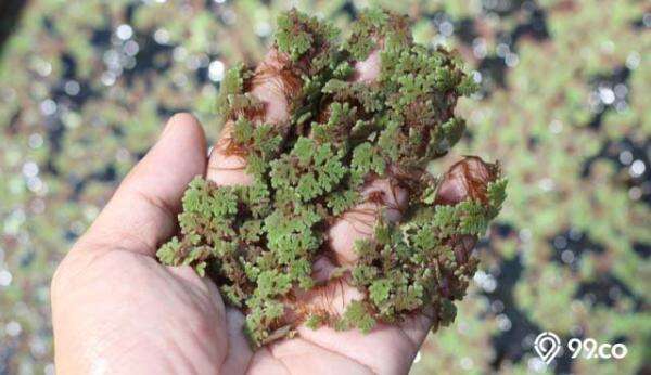 Cara Budi Daya Rumput Azolla yang Baik dan Benar Lengkap dengan Tips ...