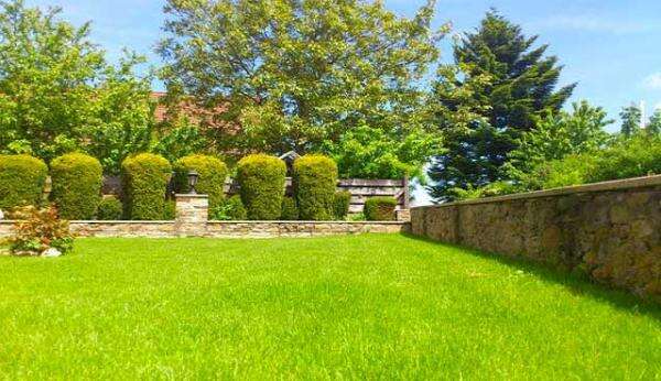 Jenis Rumput Taman Tuntuk Pekarangan Rumah yang Paling Sering Dipilih ...