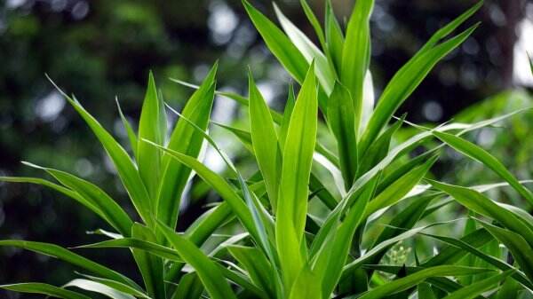 Daun Suji Punya Manfaat Luar Biasa, Cewek Bakal Ketagihan | News+ on RCTI+ Daun Suji Punya Manfaat Luar Biasa, Cewek Bakal Ketagihan | News+ on RCTI+