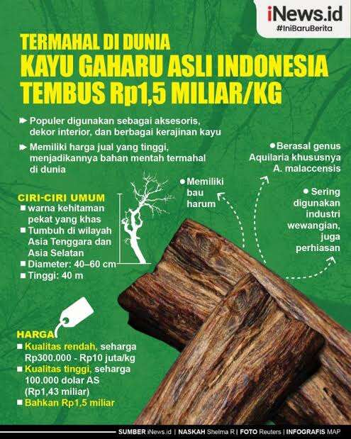Kayu Gaharu Asli Indonesia Termahal di Dunia, Tembus Rp1,5 Miliar per ...