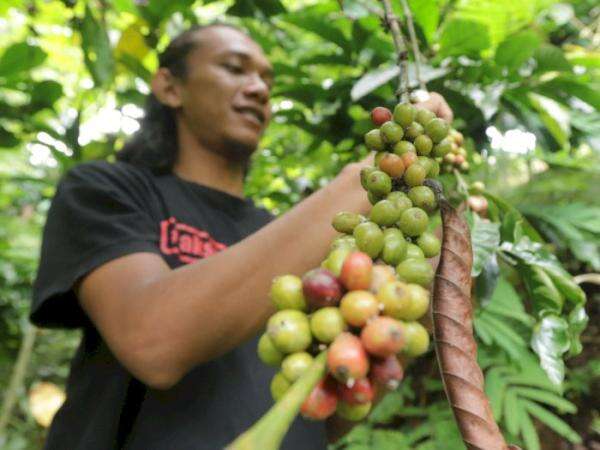 Sempat Mati Suri, Kopi Lawu Bangkit Kembali Sampai Diekspor ke Eropa ...