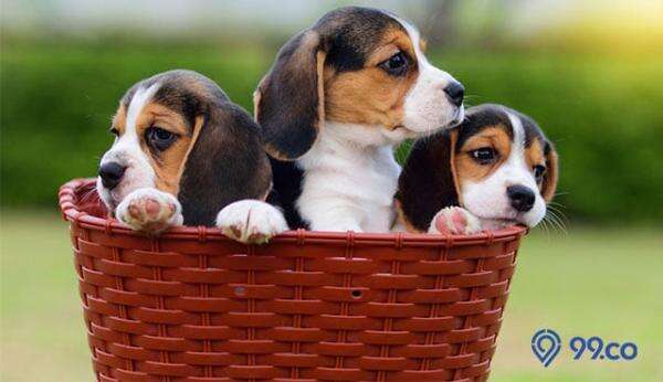 Daftar Harga Anjing Beagle Terbaru 2022. Lengkap dengan Cara Merawatnya ...