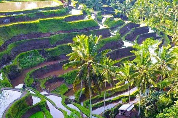 Mengenal Subak Bali, Sistem Irigasi yang Memiliki Filosofi hingga Diakui UNESCO | News+ on RCTI+