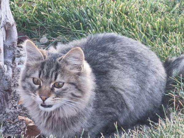 Jarang Diketahui, Ini 4 Fakta Menarik Kucing Liar di Turki: Punya ...