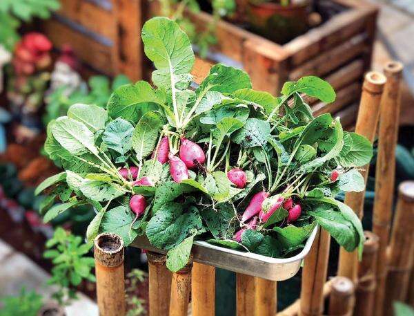 Kenali Karakter Tanaman, Usir Hama dengan Daun Min | News+ on RCTI+