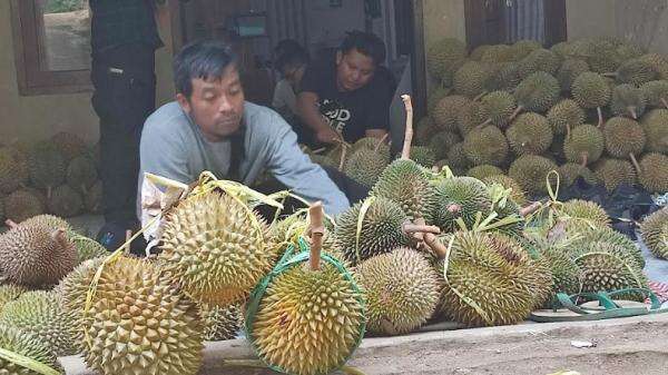 Kisah Tengkulak Durian di Cikakak Sukabumi Raup Omzet Rp75 Juta saat ...