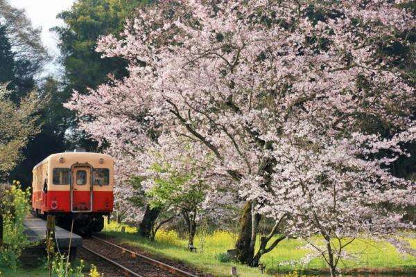 5 Destinasi Musim Semi Terbaik di Jepang (Part 2) | News+ on RCTI+