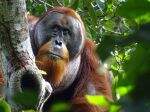 3 Jenis Orangutan yang Ada di Indonesia, Semuanya Terancam Punah! | News+ on RCTI+