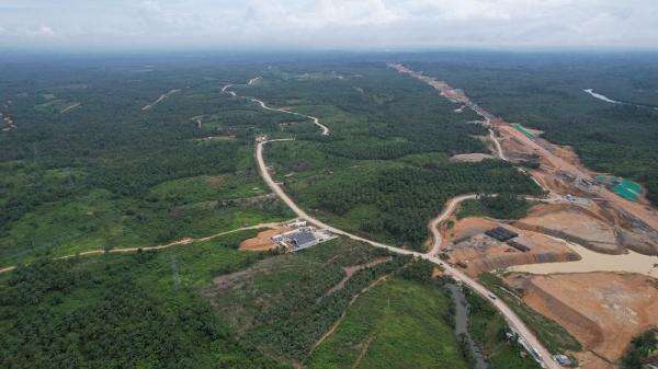 65 Jenis Pohon Pilihan Ada di IKN | News+ on RCTI+