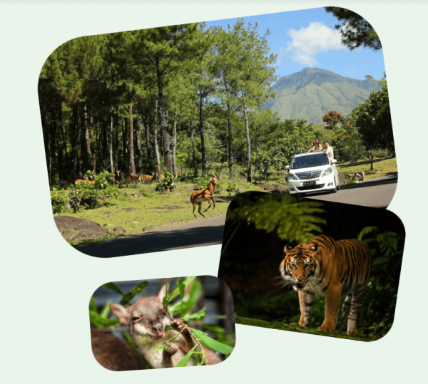 Daftar Harga Tiket Taman Safari Prigen Lengkap 2025, Ini Wahana yang ...