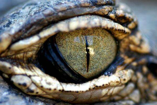 Fungsi dan Cara Kerja Selaput Mata Buaya, Rahasia Unik Sang Predator ...