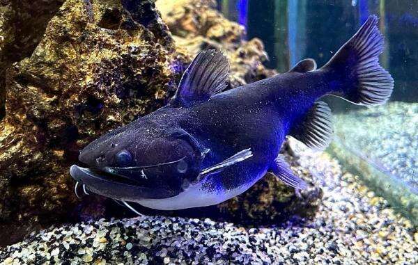 Mengenal Gulper Catfish , Lele Bermulut Lebar Bisa Telan Mangsa 2 Kali ...