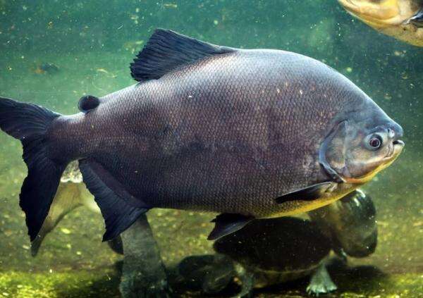 Mengenal Ikan Pacu, Sepupu Jauh Piranha yang Punya Gigi Mirip Manusia ...