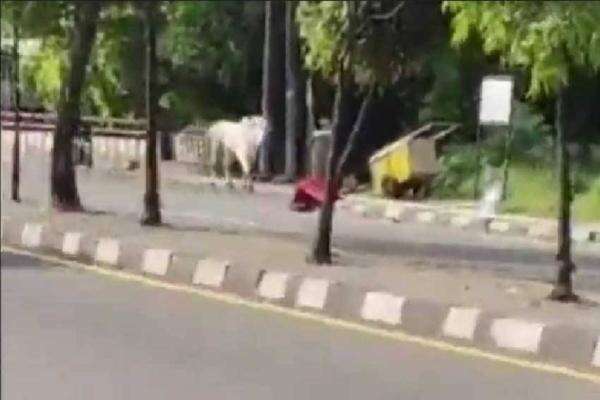 Sapi Kurban Lepas Sejauh 3 Km di Sleman, Tendang 2 Anak Kecil | News+ ...